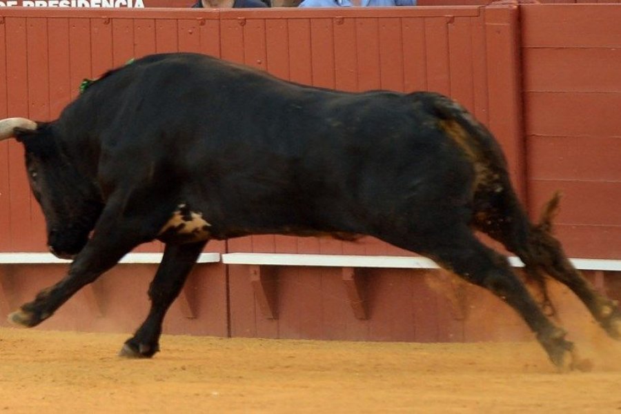 Prohíben el maltrato o la muerte del toro en las corridas de Bogotá ...