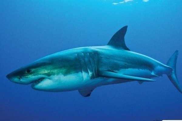 Grupos de tiburones sorprenden en la reapertura de las playas de Miami ...