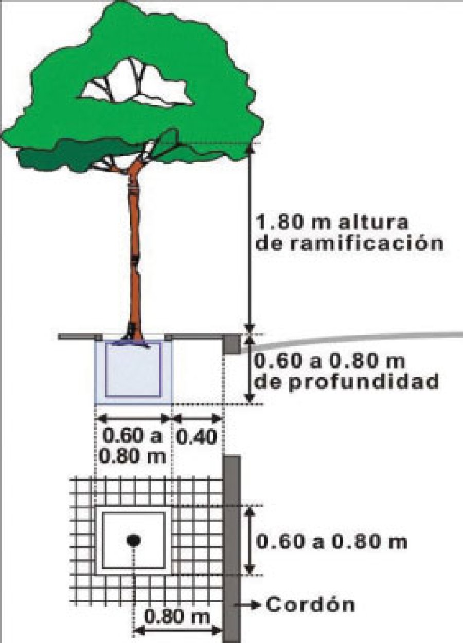 Cómo plantar un árbol | Nueva Rioja Cómo plantar un árbol | Nueva Rioja